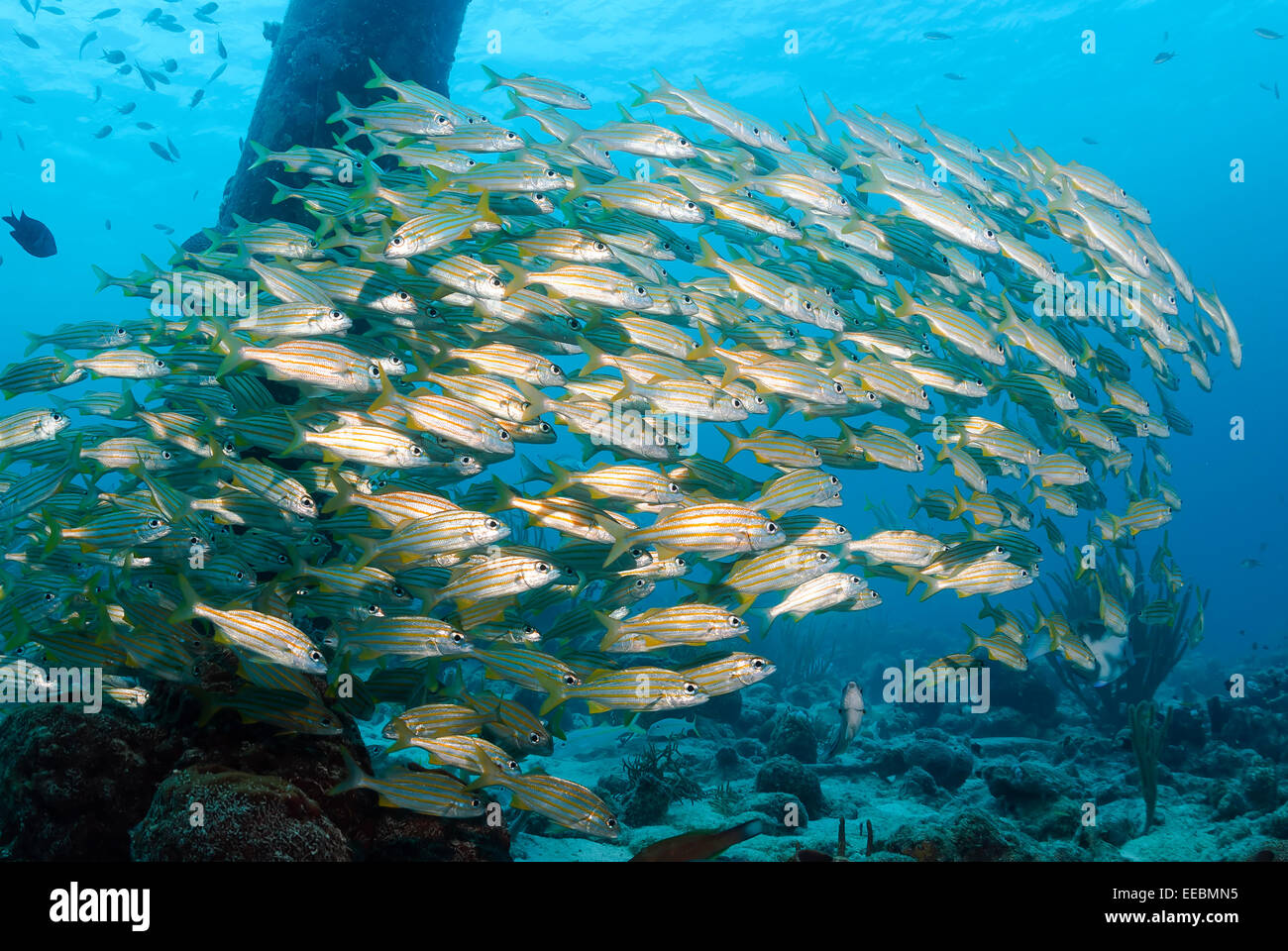 December 2025 Challenge : COLLECTION - Let's talk about pics - Alamy